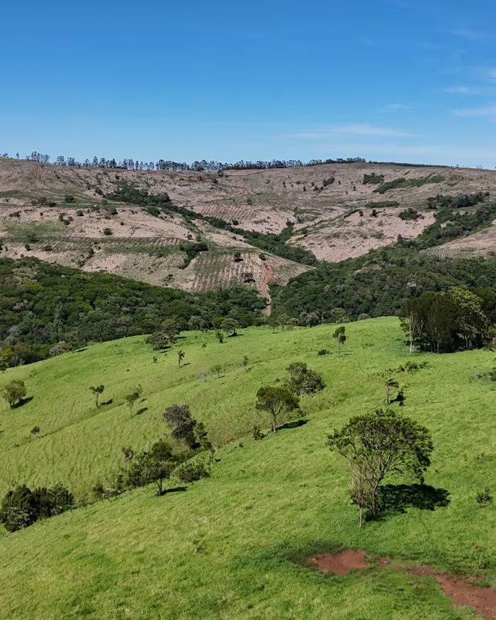 Inter IKEA Group announces forest investment in Brazil - Inter IKEA Group
